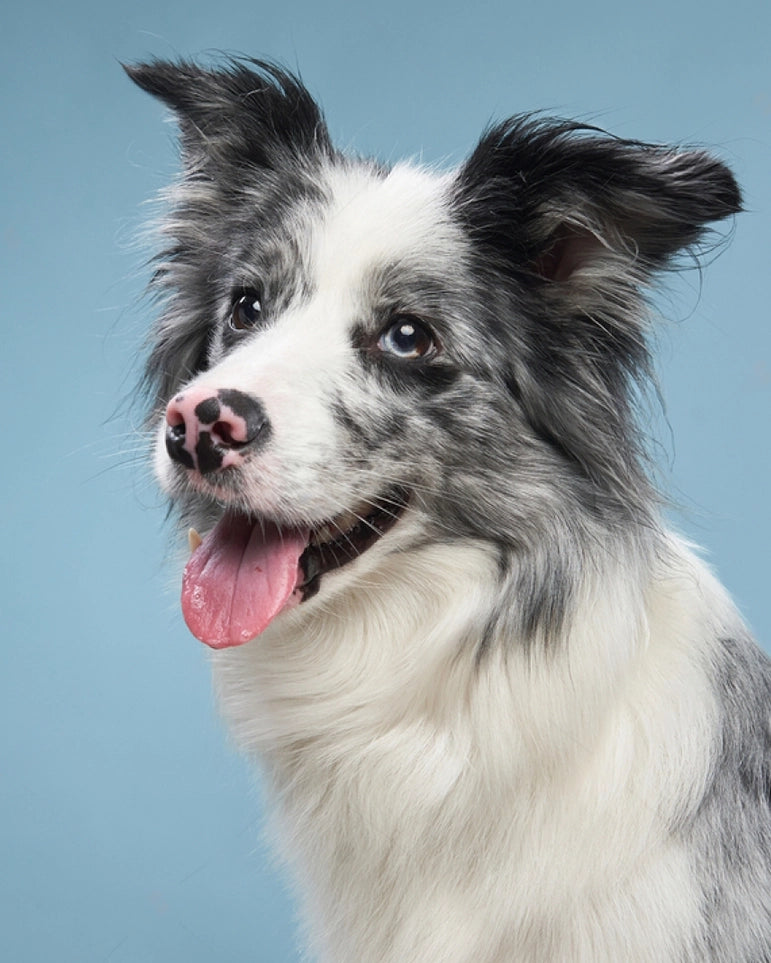 Drenched Dog - The Best Dog Towel